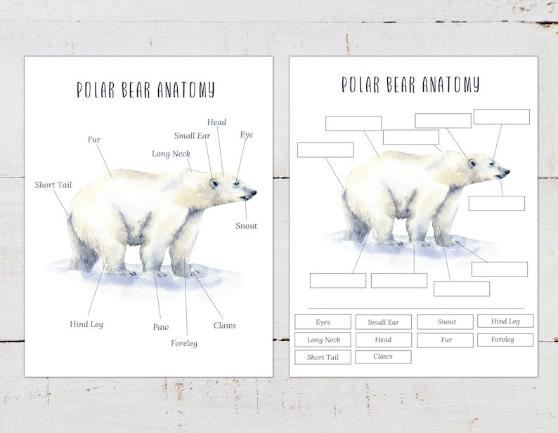 POLAR Bear Mini Unit Study Life Cycle Anatomy Nature Study - Etsy