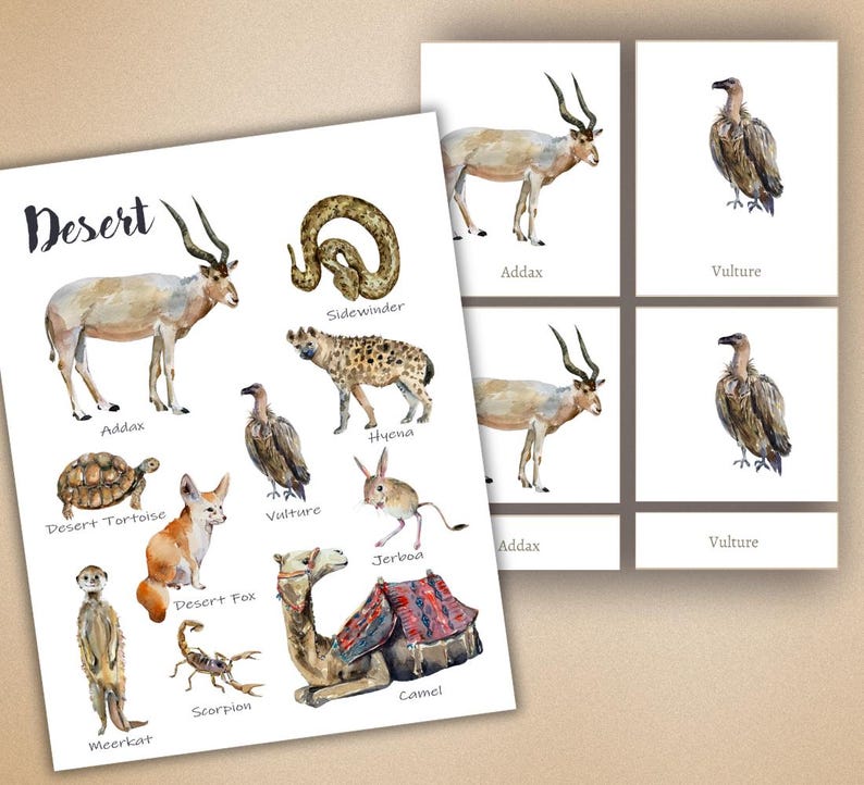 DESERT Animals Pre-k and K Activity Pack, Homeschool, Digital, INSTANT ...