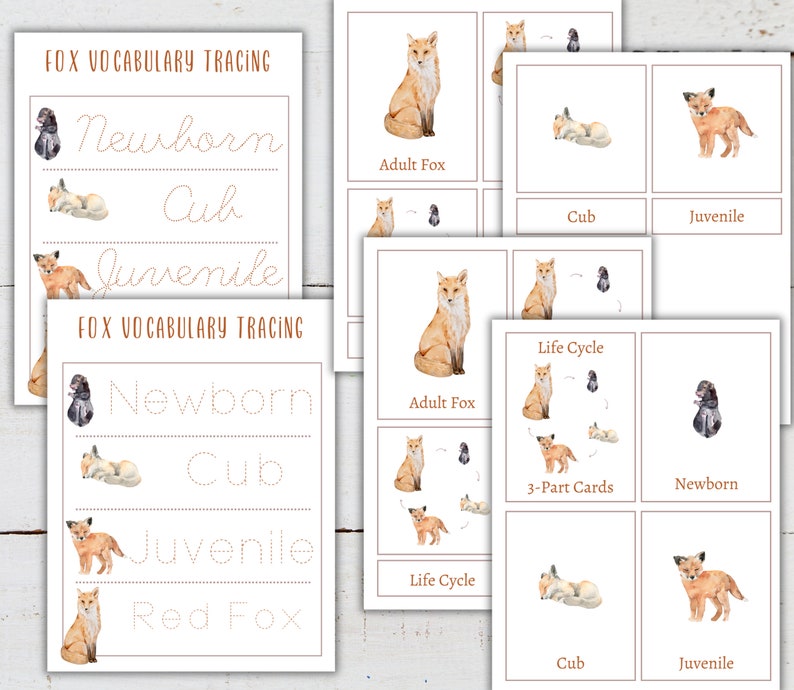 RED FOX Mini Unit Study, Life Cycle, Anatomy, Nature Study, Science ...