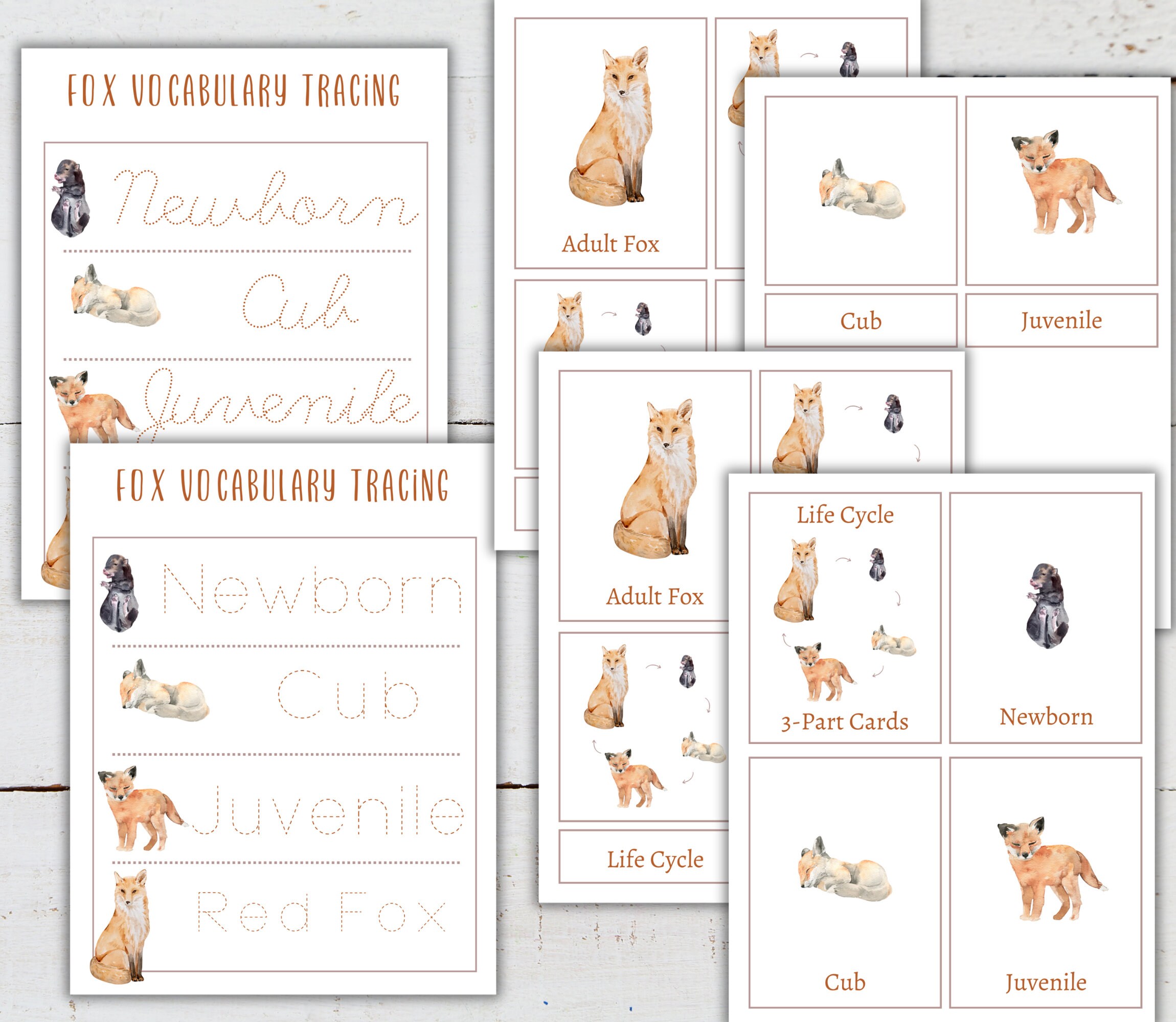 RED FOX Mini Unit Study, Life Cycle, Anatomy, Nature Study, Science ...