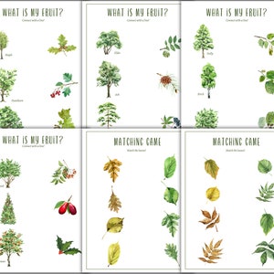 TREE Unit Study, Life Cycle, Anatomy, Nature Study, Science, Homeschool ...