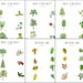 TREE Unit Study, Life Cycle, Anatomy, Nature Study, Science, Homeschool ...