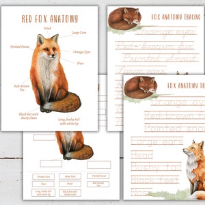 RED FOX Mini Unit Study, Life Cycle, Anatomy, Nature Study, Science ...