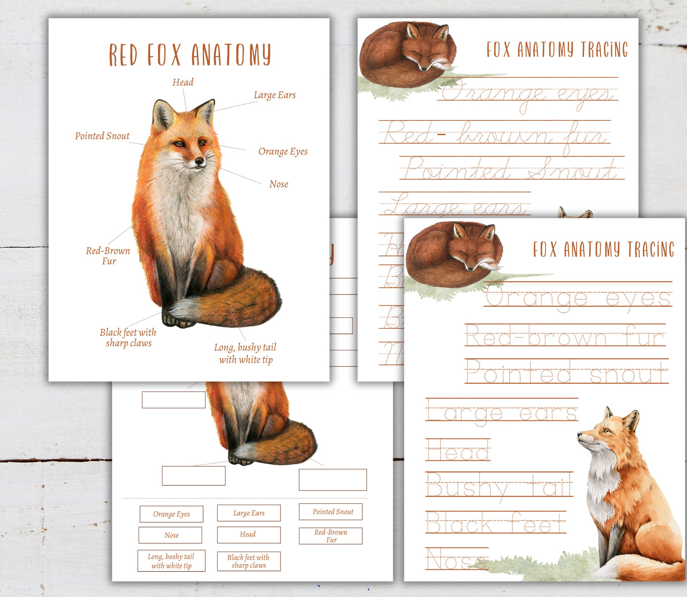 RED FOX Mini Unit Study, Life Cycle, Anatomy, Nature Study, Science ...