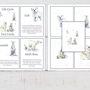 POLAR Bear Mini Unit Study, Life Cycle, Anatomy, Nature Study, Science ...
