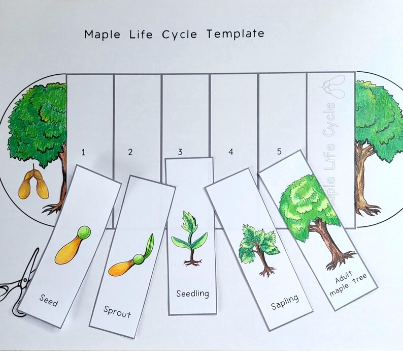Maple Tree Life Cycle, Tree Sequence and Fold Kids' Science Craft, A4 ...
