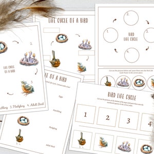 BIRD Unit Study, Life Cycle, Anatomy, Nature Study, Science, Homeschool ...