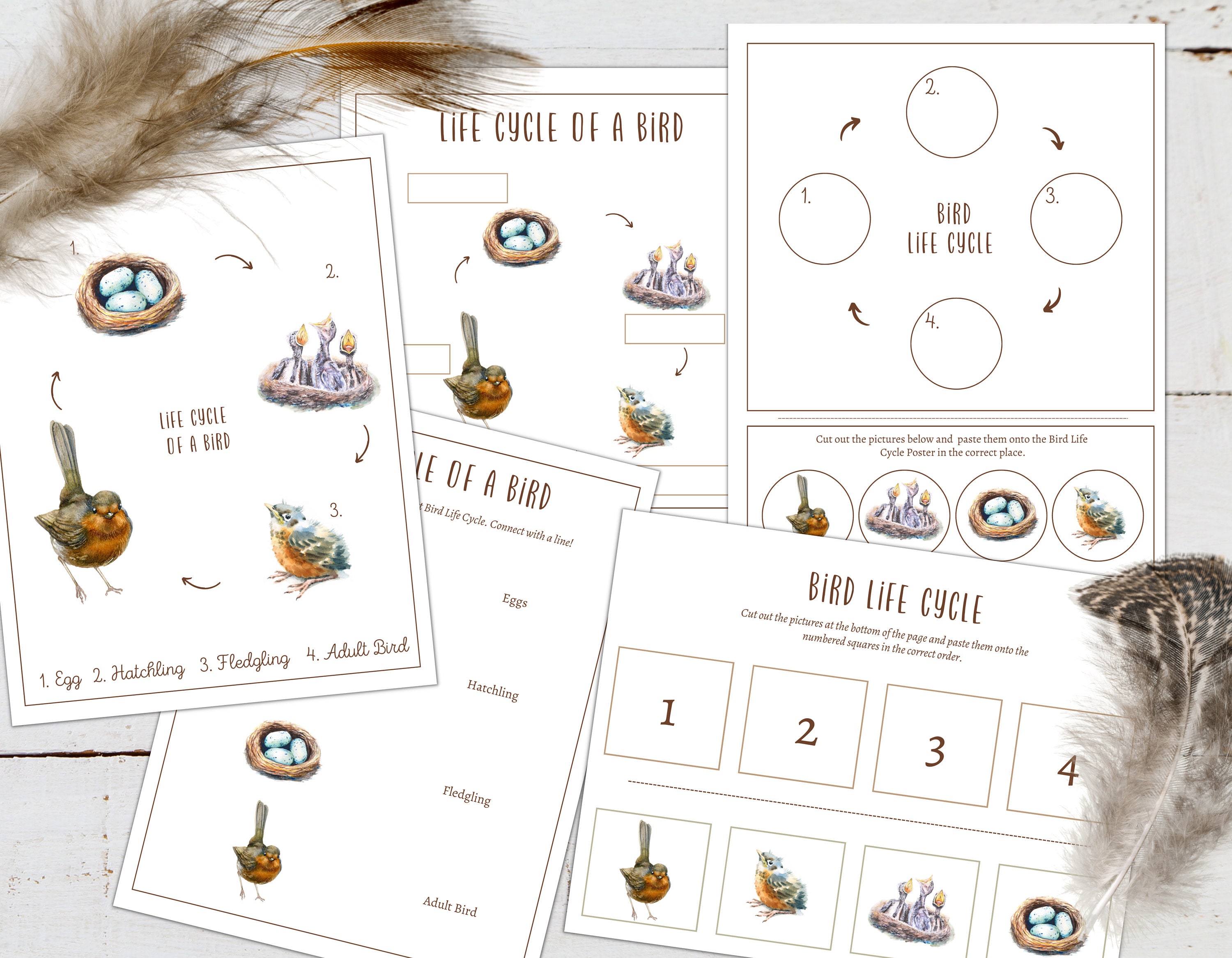 BIRD Unit Study, Life Cycle, Anatomy, Nature Study, Science, Homeschool ...