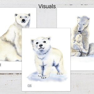 POLAR Bear Mini Unit Study, Life Cycle, Anatomy, Nature Study, Science ...