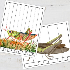 GRASSHOPPER Unit Study, Life Cycle, Anatomy, Nature Study, Science ...