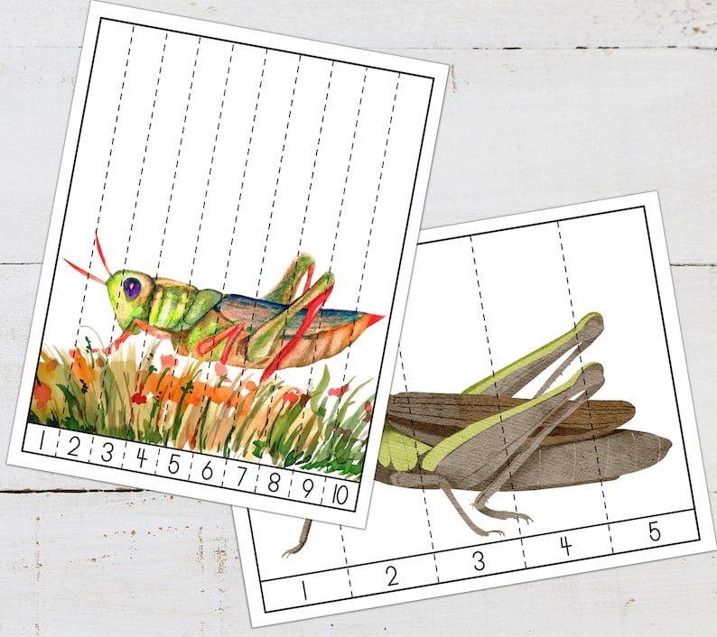 GRASSHOPPER Unit Study Life Cycle Anatomy Nature Study - Etsy