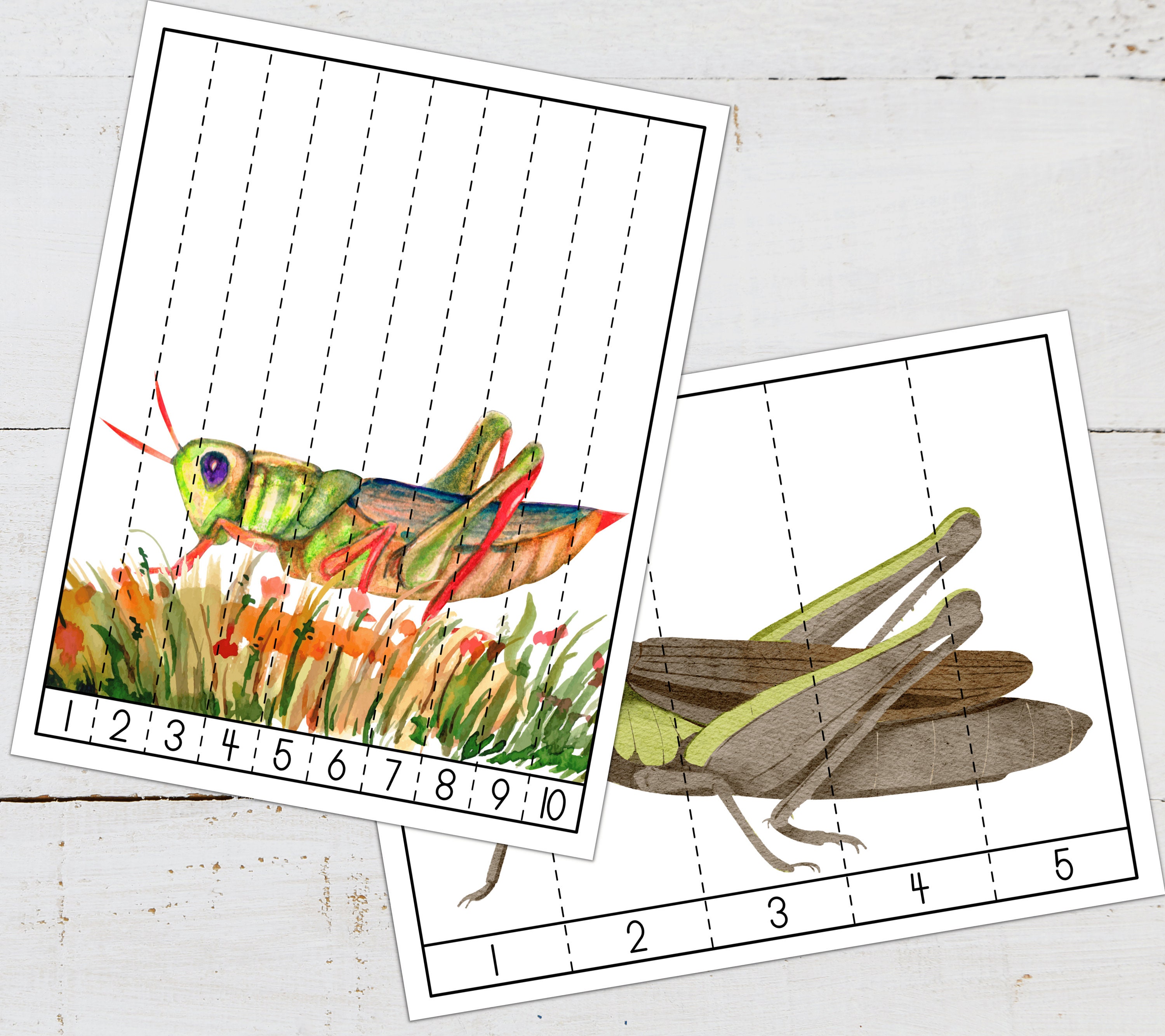 GRASSHOPPER Unit Study, Life Cycle, Anatomy, Nature Study, Science ...