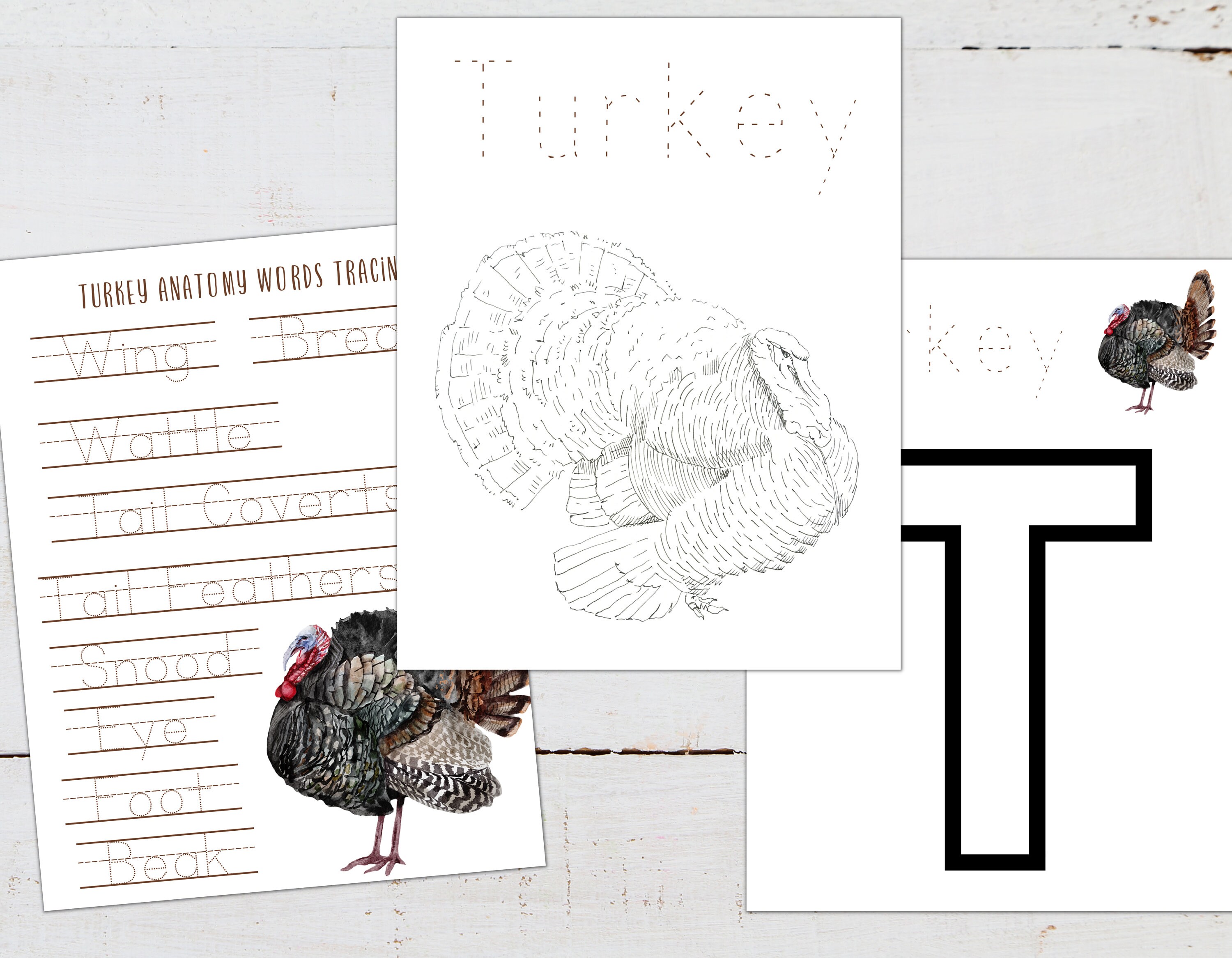 TURKEY Mini Unit Study, Life Cycle, Anatomy, Nature Study, Science ...