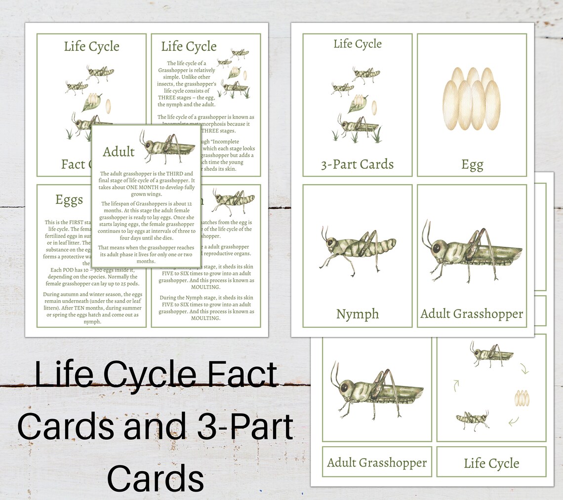 GRASSHOPPER Unit Study, Life Cycle, Anatomy, Nature Study, Science ...