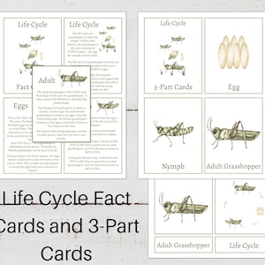 GRASSHOPPER Unit Study, Life Cycle, Anatomy, Nature Study, Science ...
