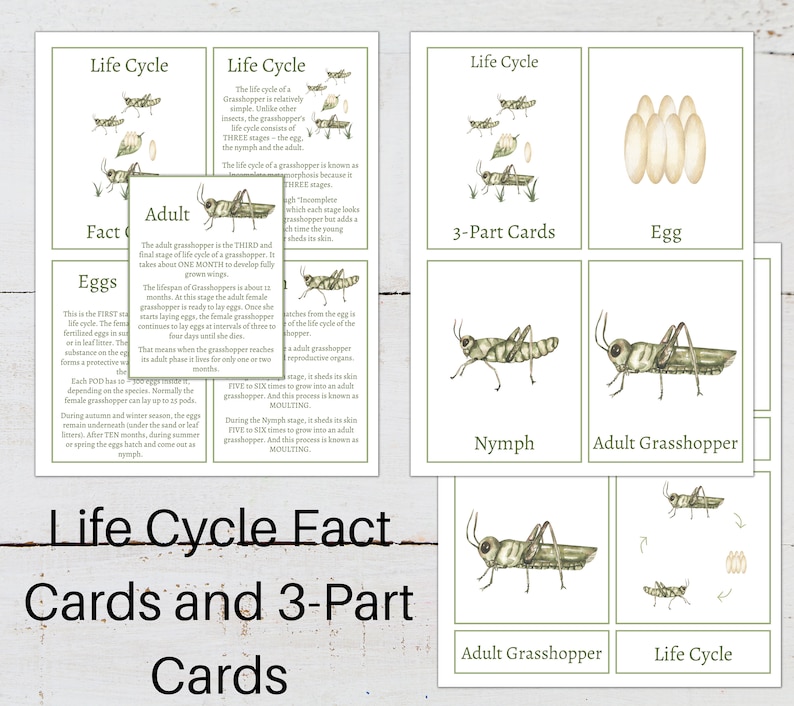 GRASSHOPPER Unit Study Life Cycle Anatomy Nature Study - Etsy