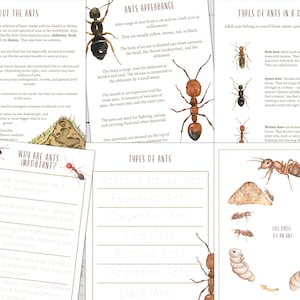 INSECTS BUNDLE, Bees, Ants, Ladybug, Butterflies Unit Studies ...