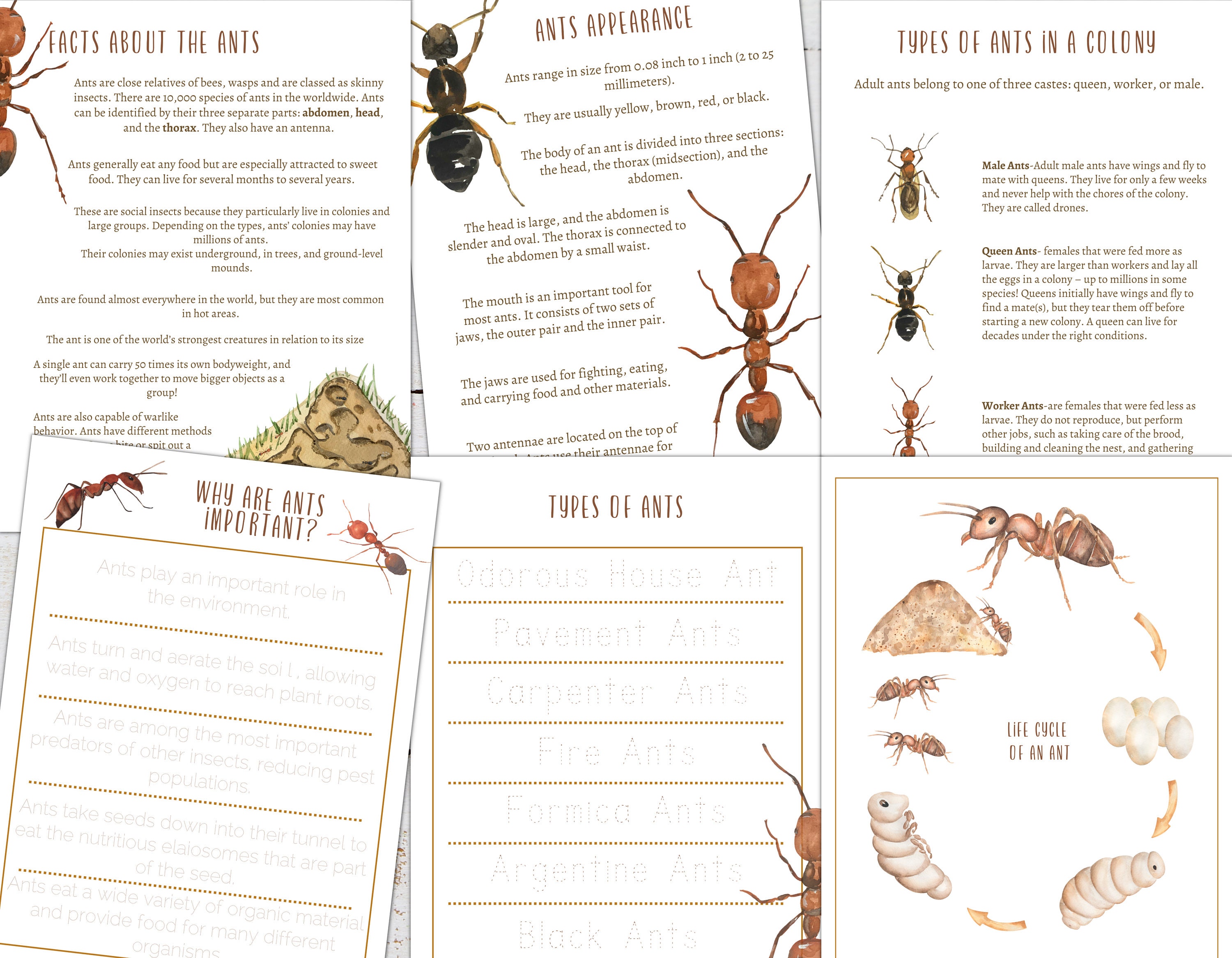 INSECTS BUNDLE, Bees, Ants, Ladybug, Butterflies Unit Studies ...