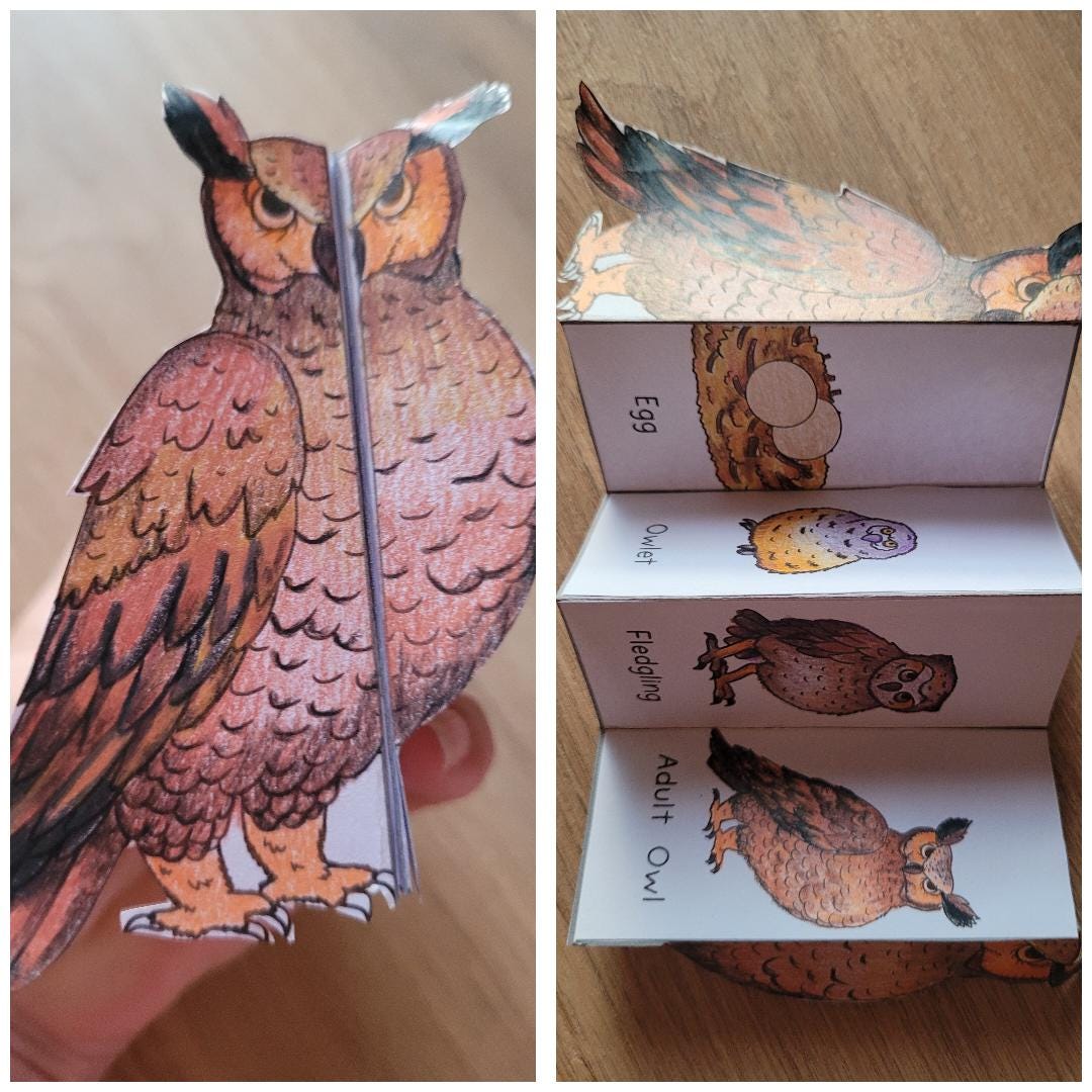 Owl Life Cycle, Bird Sequence and Fold Kids' Science Craft, A4 and 11x8 ...