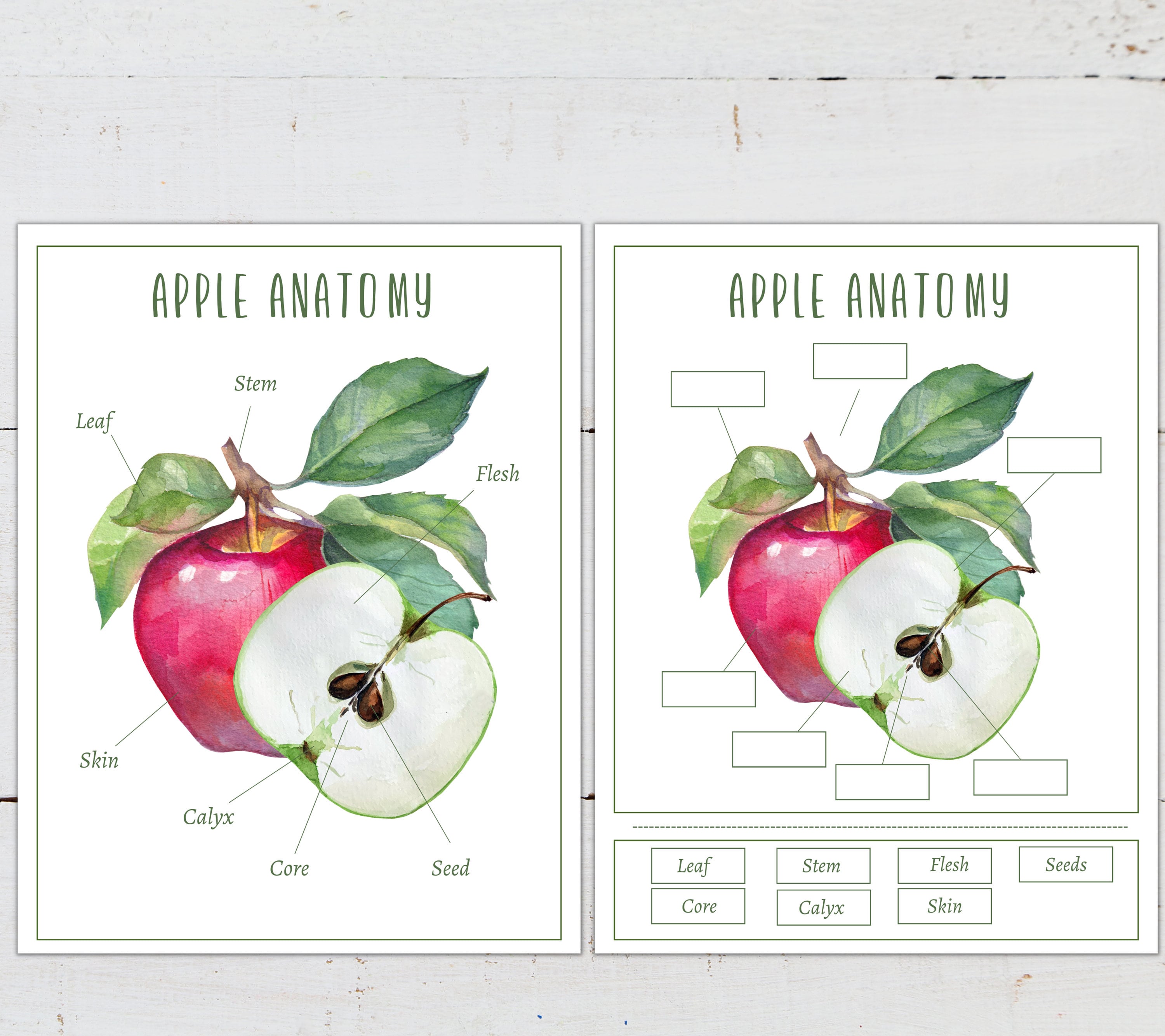 APPLE Anatomy Posters, Labeling and Tracing Activity, Homeschool ...