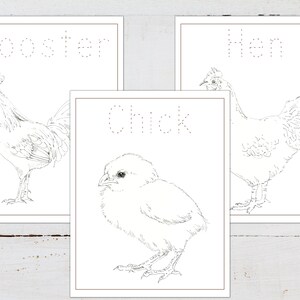 CHICKEN Mini Unit Study, Life Cycle, Anatomy, Nature Study, Science ...