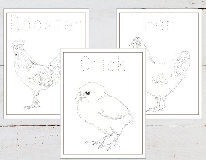 CHICKEN Mini Unit Study Life Cycle Anatomy Nature Study - Etsy