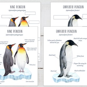 PENGUINS Anatomy Posters and Labeling Activity, Homeschool, Montessori ...