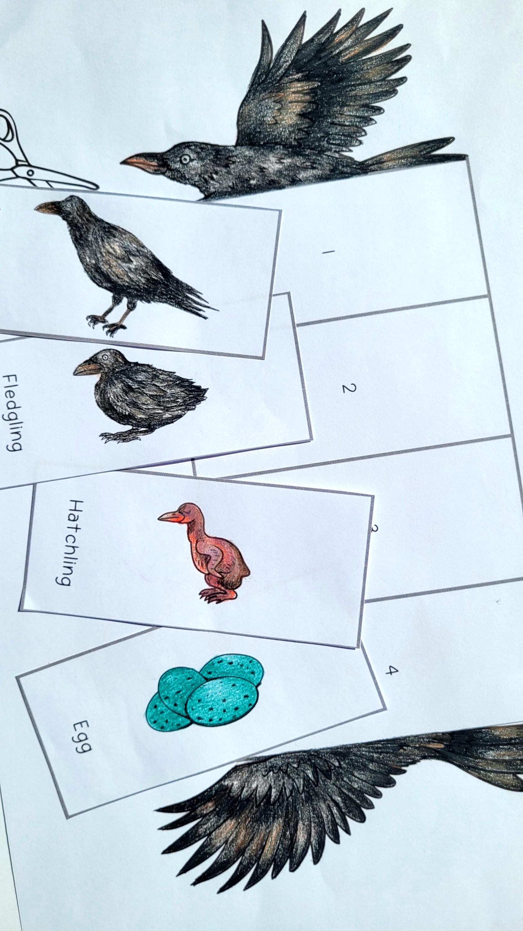 Raven Life Cycle, Bird Sequence and Fold Kids' Science Craft, A4 and ...