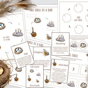 SPRING Themed Nature Study Units BUNDLE, Birds, Frogs, Barn Swallow ...