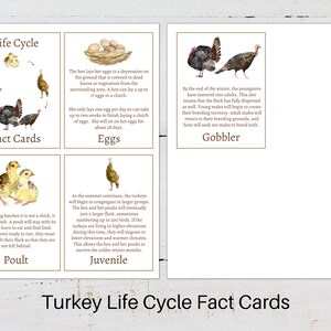 TURKEY Mini Unit Study, Life Cycle, Anatomy, Nature Study, Science ...
