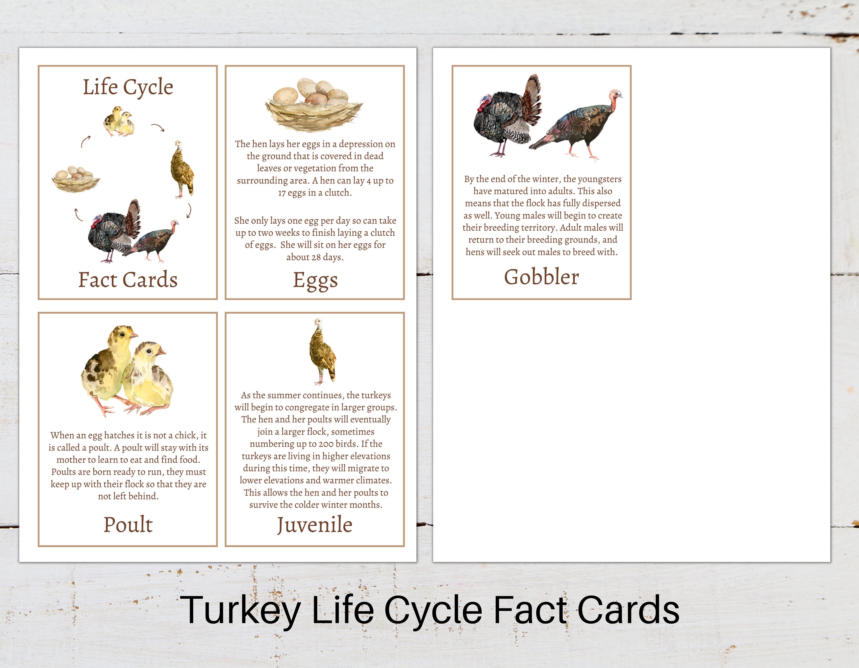 TURKEY Mini Unit Study, Life Cycle, Anatomy, Nature Study, Science ...