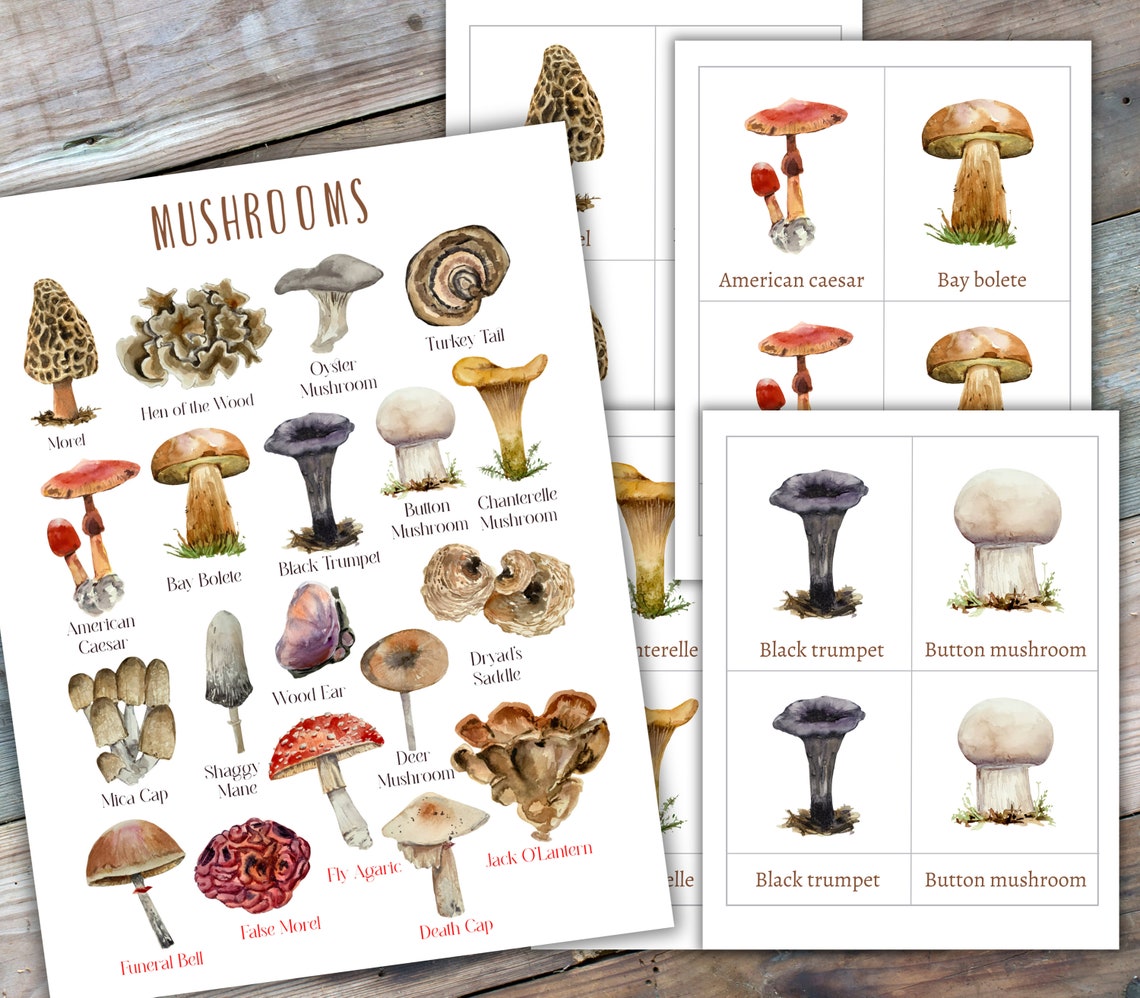 MUSHROOMS Pre-k and K Activity Pack, Homeschool, Digital, Instant ...