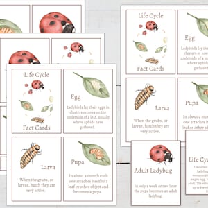 LADYBUG Unit Study, Life Cycle, Anatomy, Nature Study, Science ...