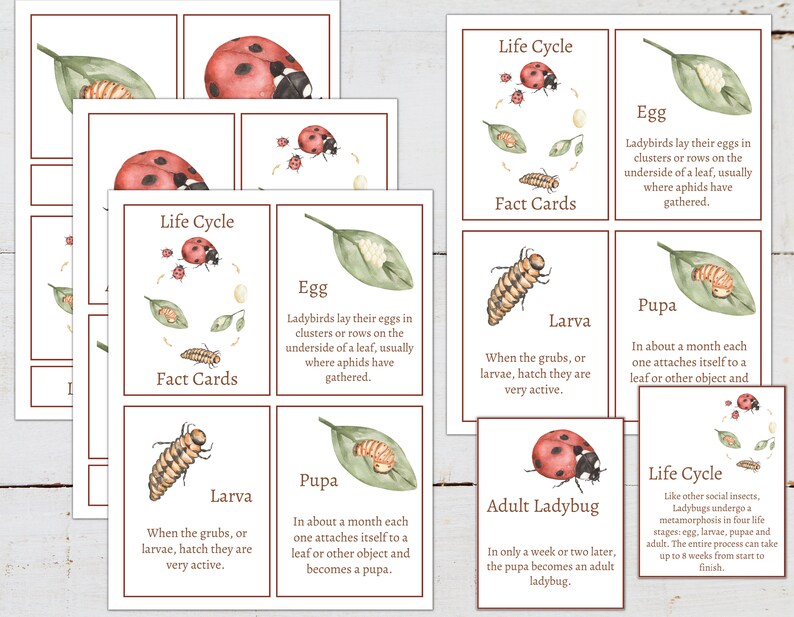 LADYBUG Unit Study Life Cycle Anatomy Nature Study - Etsy
