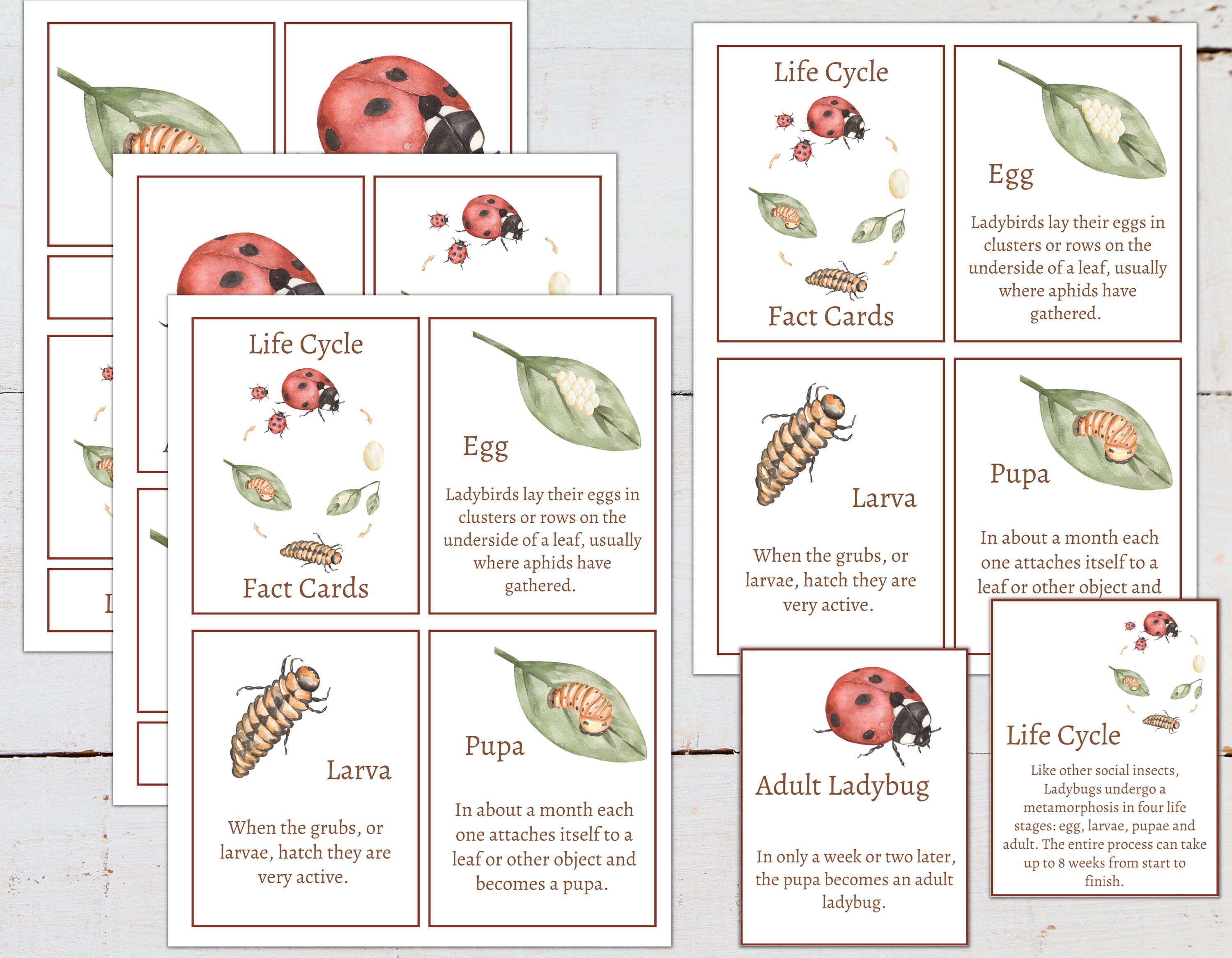 LADYBUG Unit Study, Life Cycle, Anatomy, Nature Study, Science ...