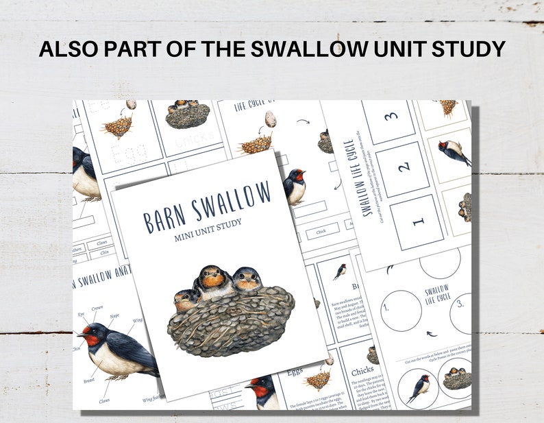BARN SWALLOW Anatomy Poster, Labeling and Tracing Activity, Homeschool ...