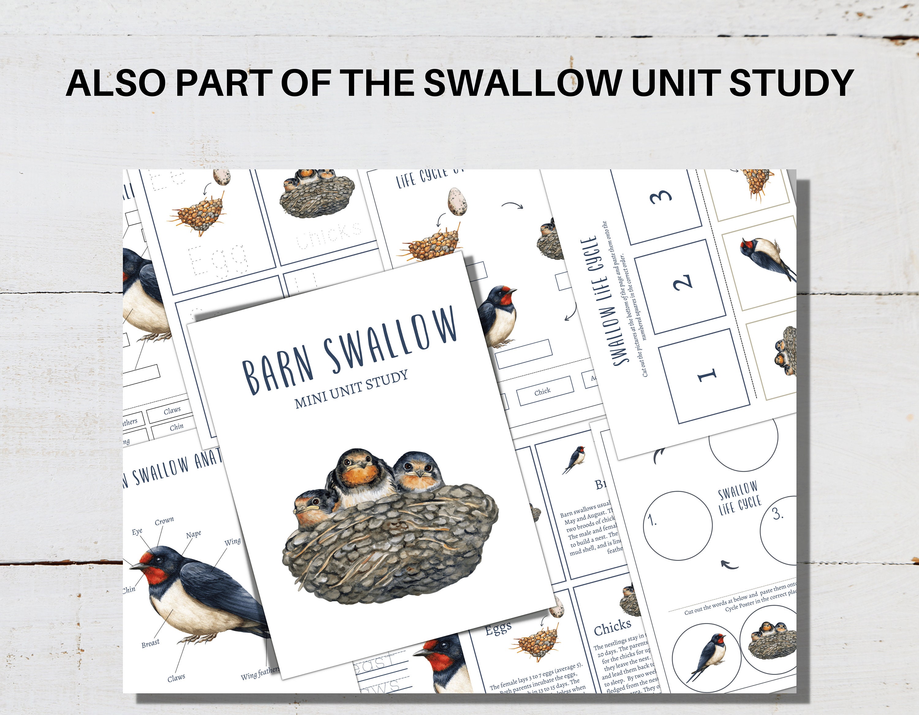 BARN SWALLOW Anatomy Poster, Labeling and Tracing Activity, Homeschool ...