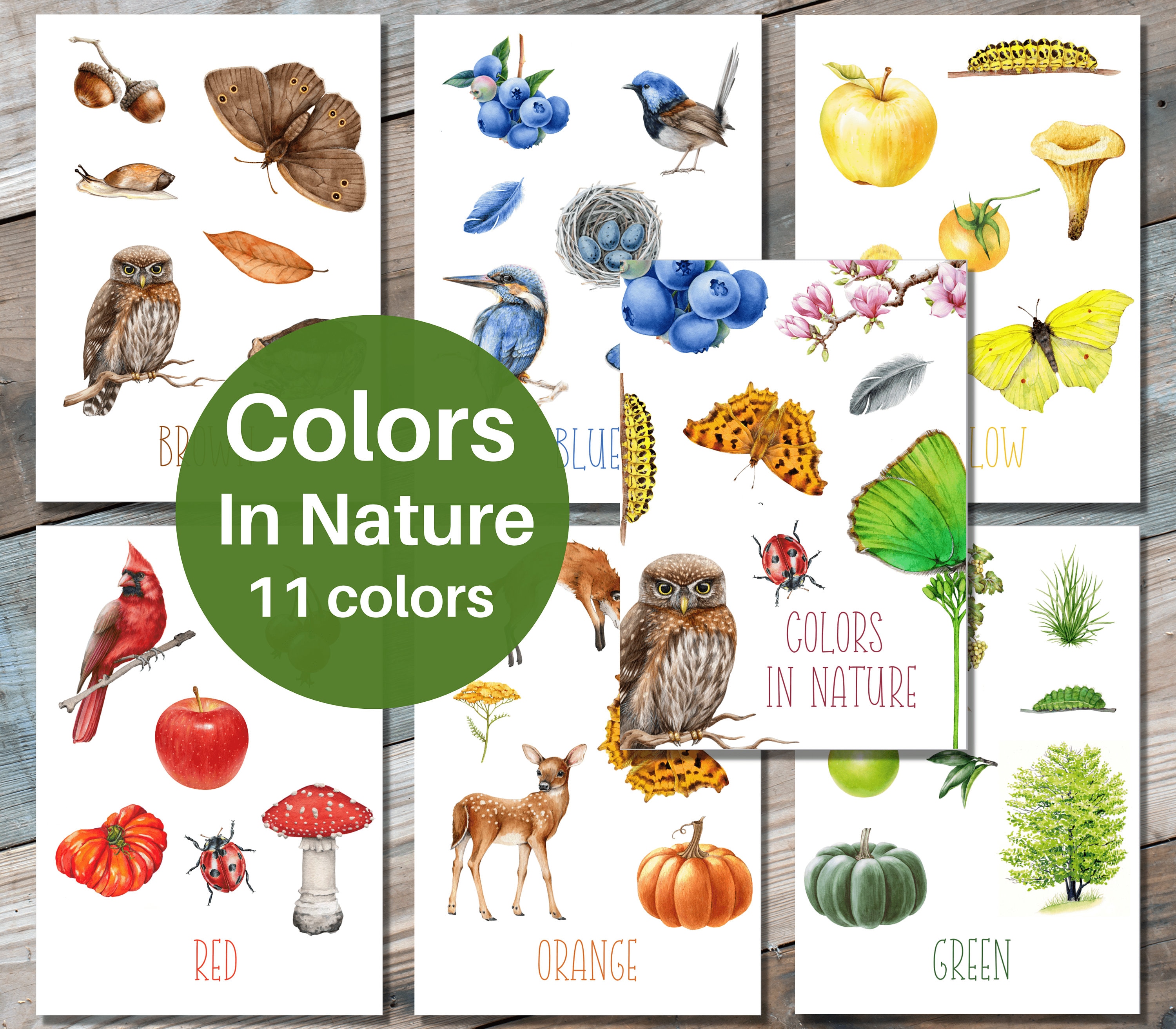 COLORS in Nature Flashcards Color Flashcards Vocabulary - Etsy