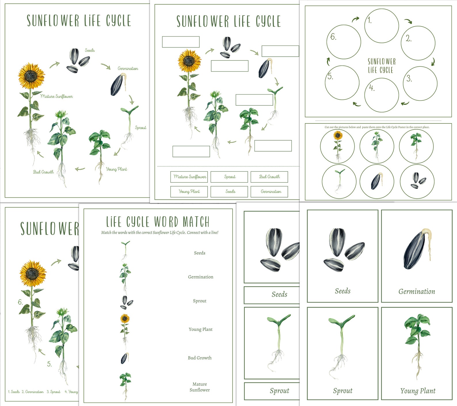 SUNFLOWER Unit Study, Life Cycle, Anatomy, Nature Study, Science ...