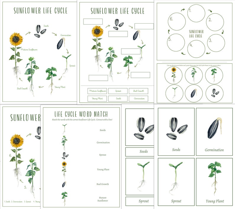 SUNFLOWER Unit Study, Life Cycle, Anatomy, Nature Study, Science ...