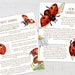 LADYBUG Unit Study, Life Cycle, Anatomy, Nature Study, Science ...