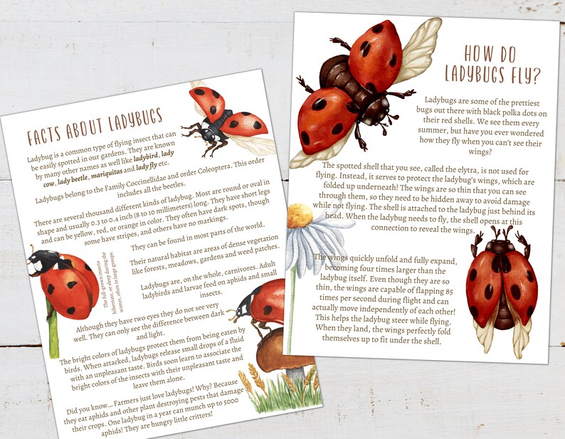 LADYBUG Unit Study Life Cycle Anatomy Nature Study - Etsy
