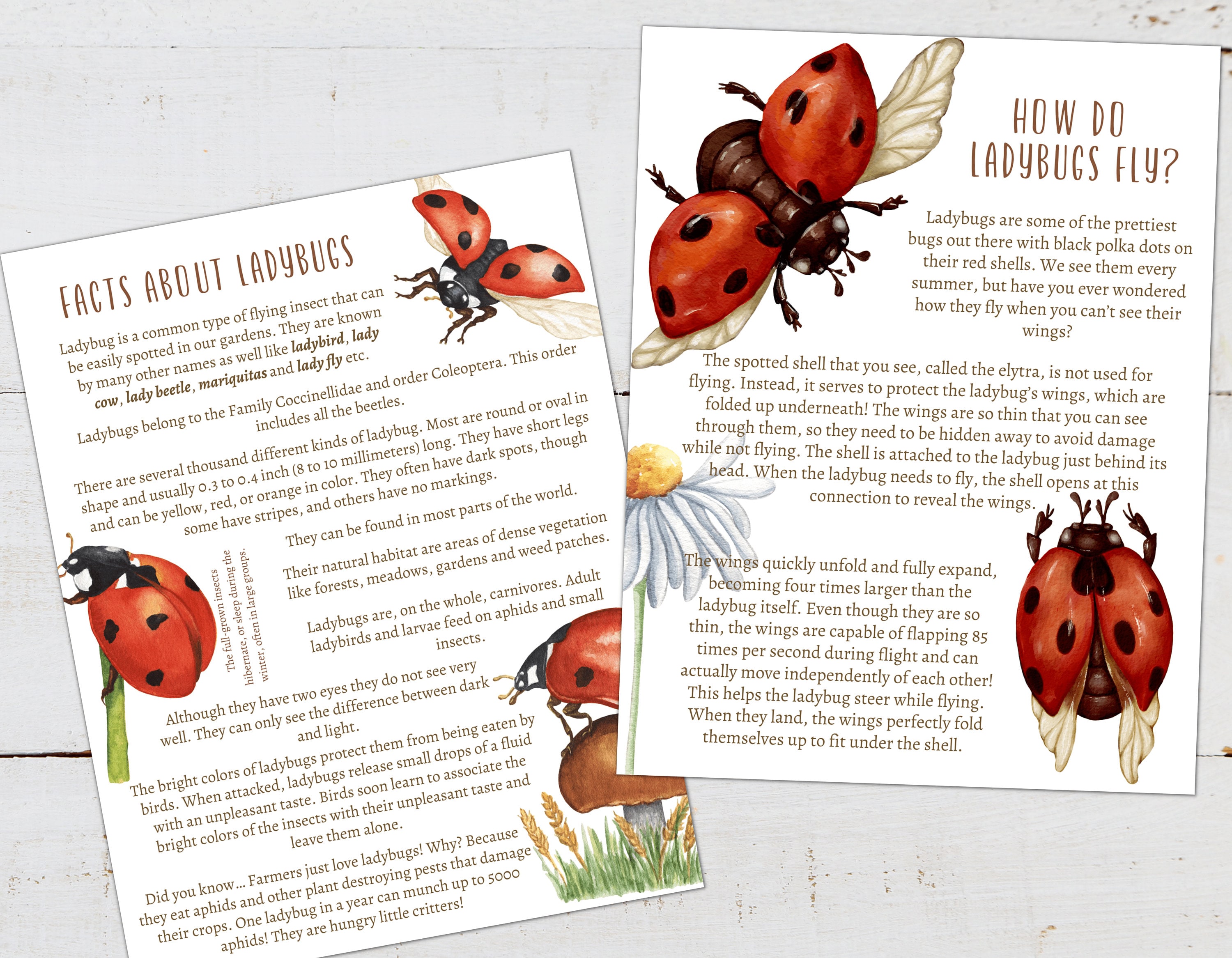 LADYBUG Unit Study, Life Cycle, Anatomy, Nature Study, Science ...