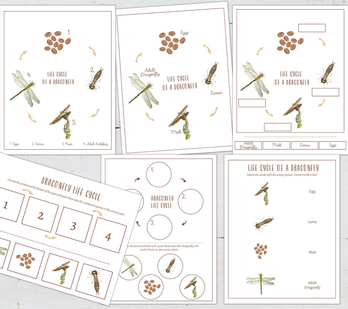 DRAGONFLY Unit Study, Life Cycle, Anatomy, Nature Study, Science ...