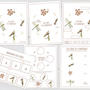 DRAGONFLY Unit Study, Life Cycle, Anatomy, Nature Study, Science ...