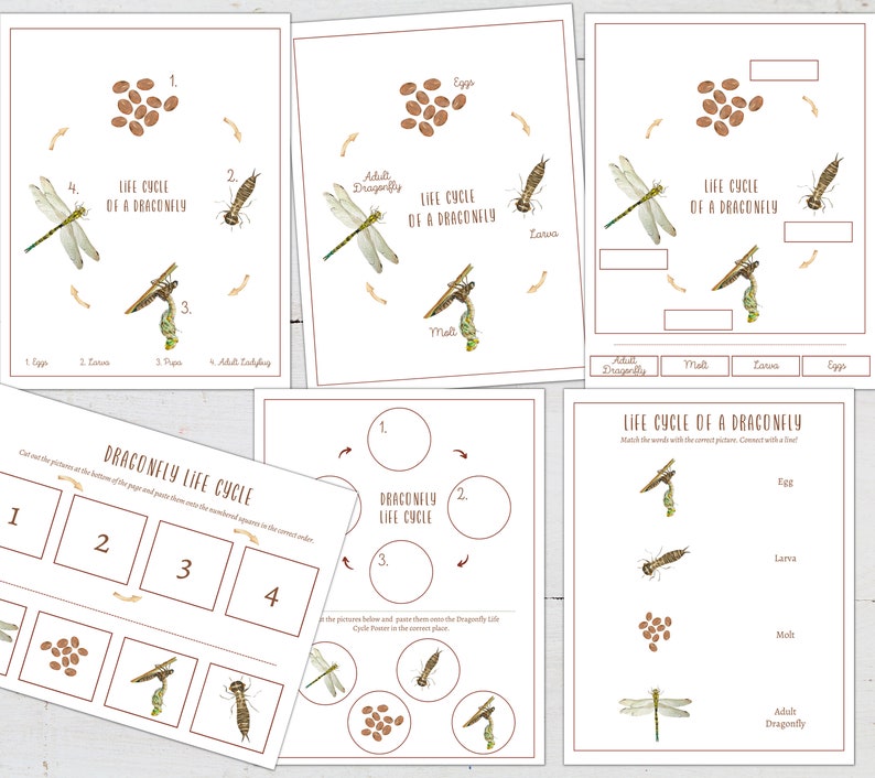 DRAGONFLY Unit Study, Life Cycle, Anatomy, Nature Study, Science ...