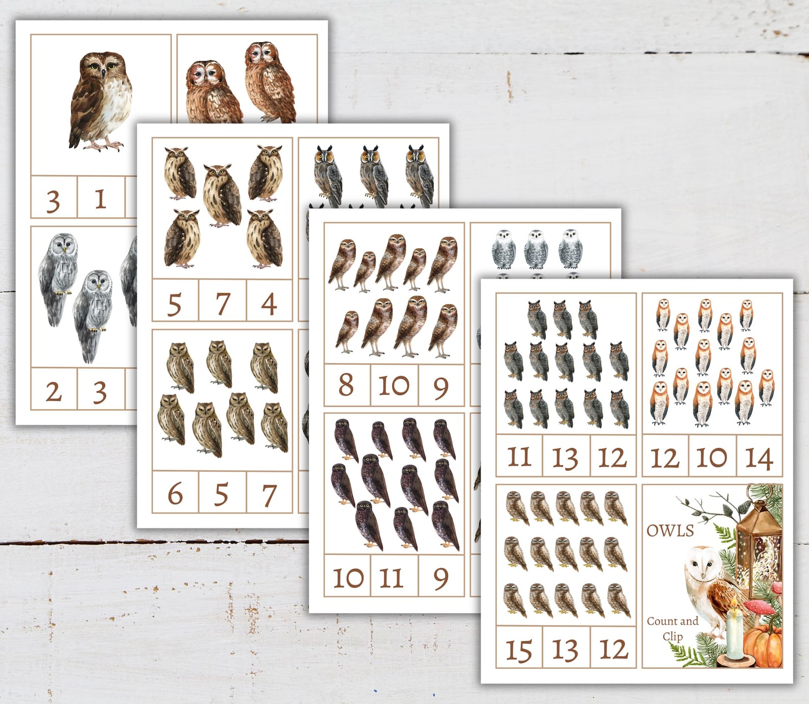 OWLS Unit Study, Life Cycle, Anatomy, Nature Study, Science, Homeschool ...