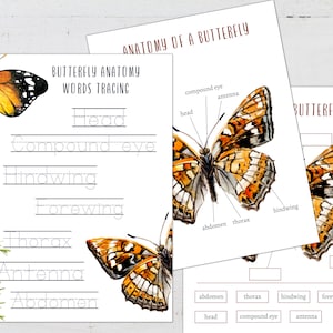 BUTTERFLY Unit Study, Life Cycle, Anatomy, Species, Nature Study ...
