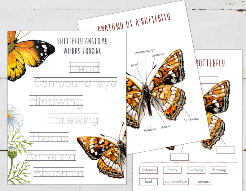 BUTTERFLY Unit Study, Life Cycle, Anatomy, Species, Nature Study ...