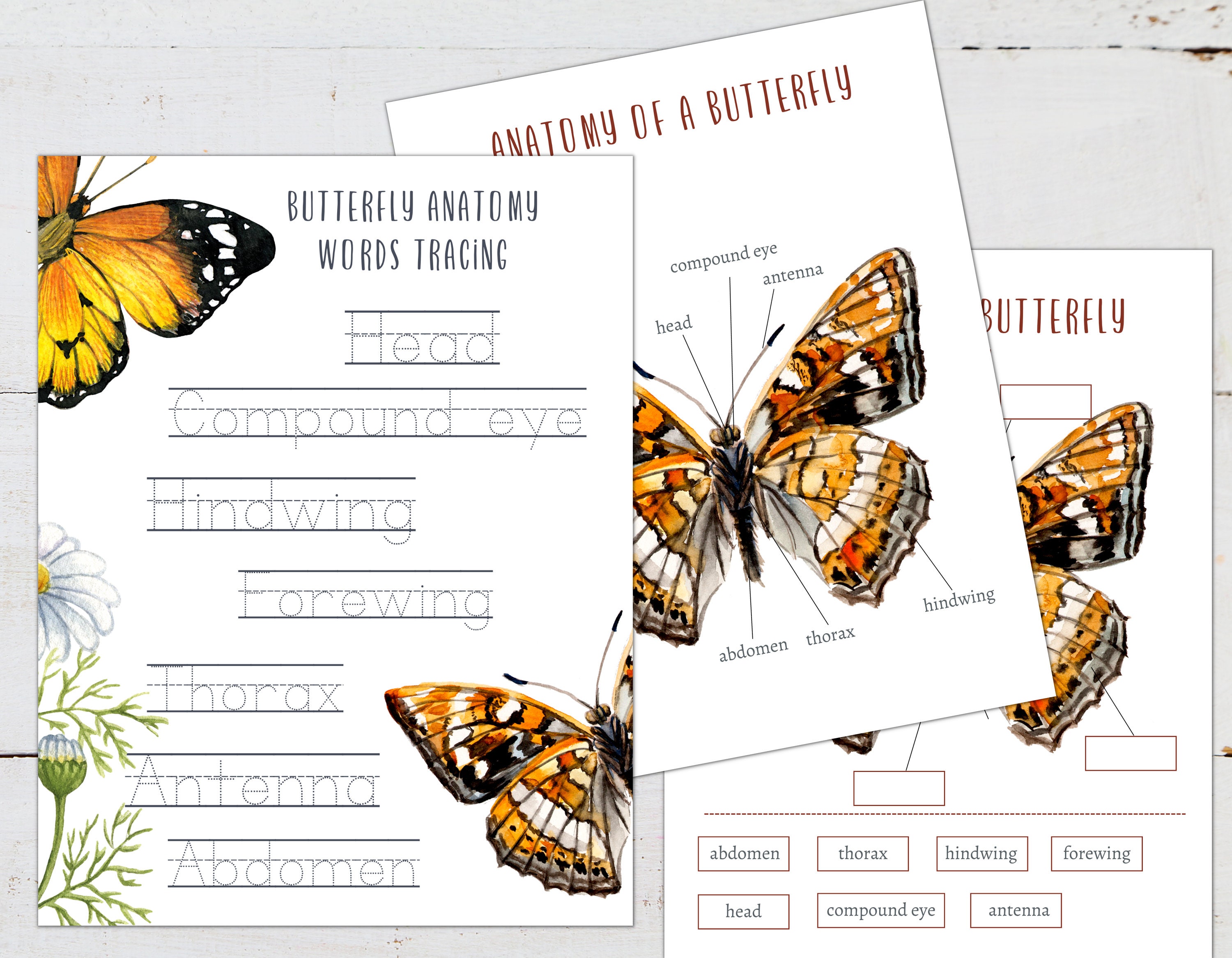 BUTTERFLY Unit Study, Life Cycle, Anatomy, Species, Nature Study ...